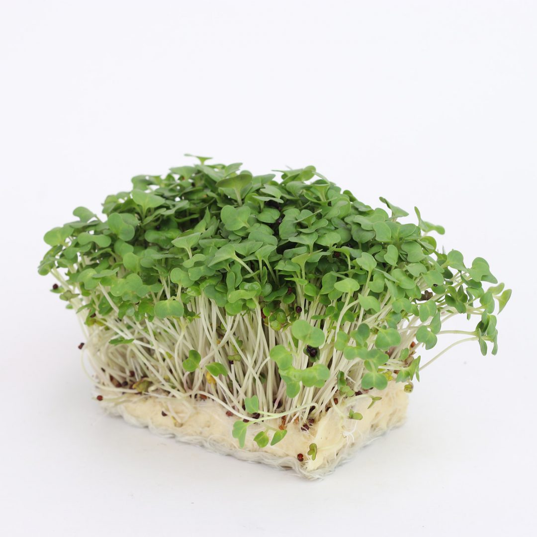 Cress Salad | The Veg Box Company